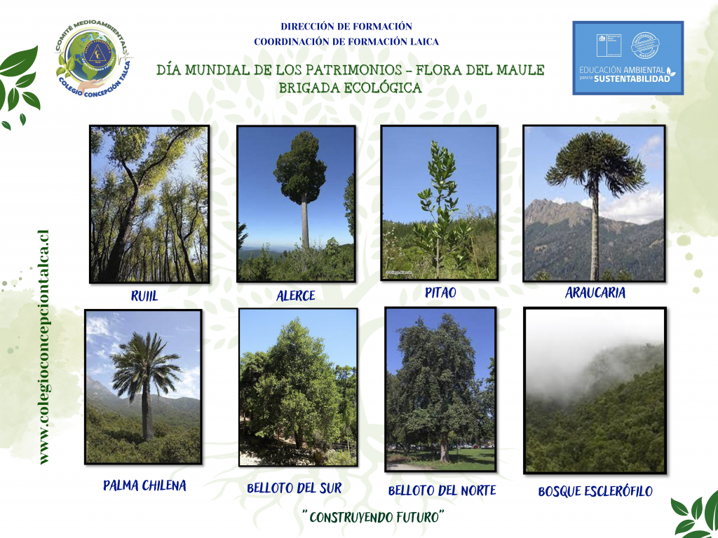Día Mundial De Los Patrimonios – flora nativa del Maule – Colegio ...